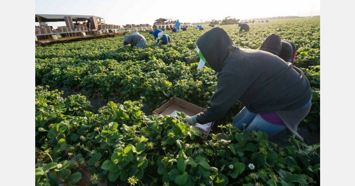 Rain won't dampen Oxnard spring strawberry season