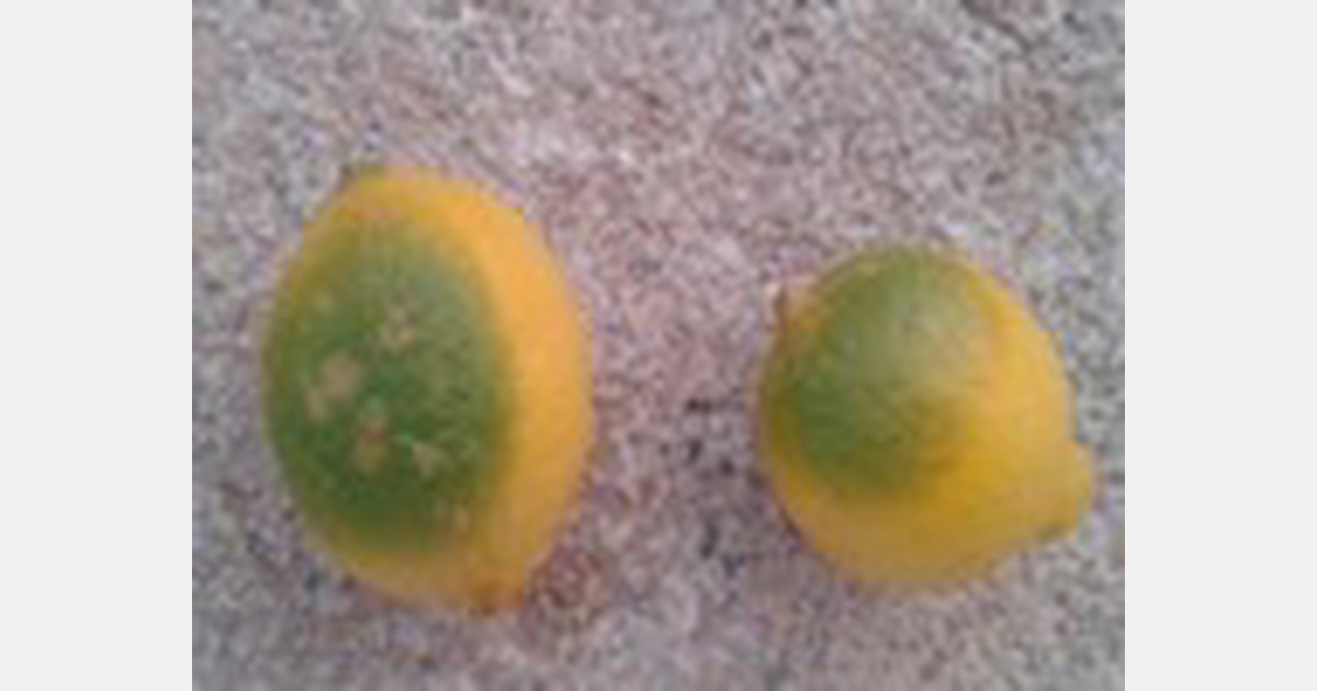 Oman's citrus trees under threat