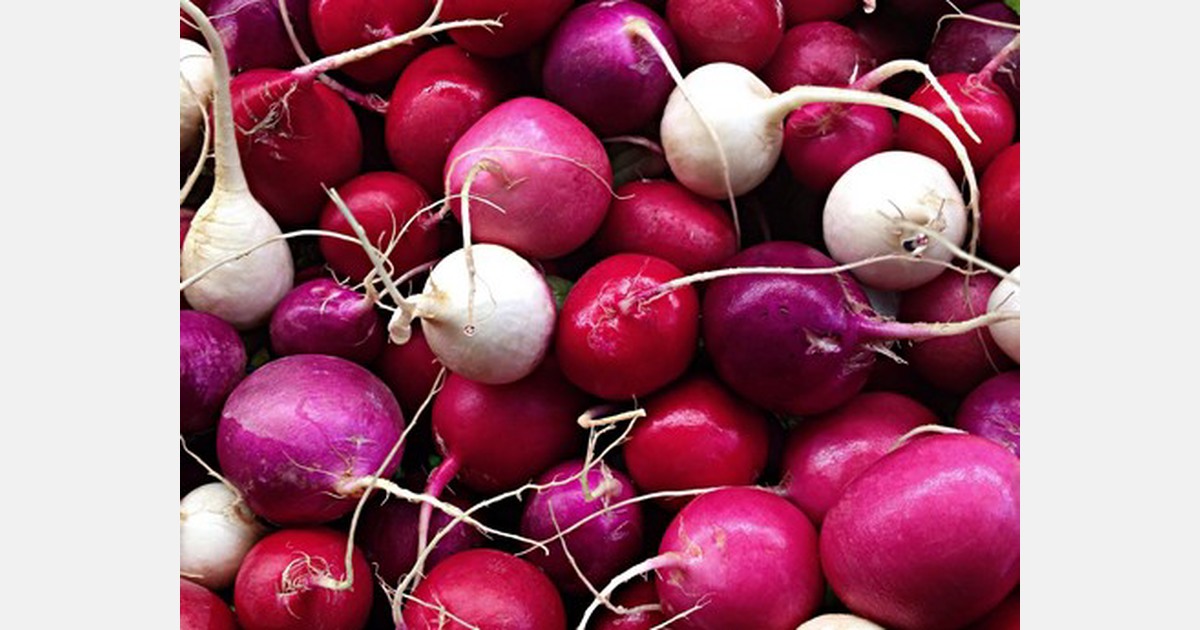 Demand strong on this season’s rainbow radishes