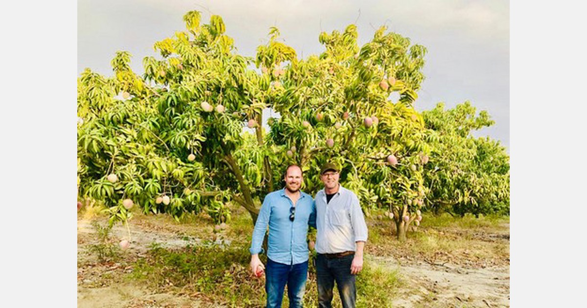 Peruvian mango season characterised by strikes, good prices and good ...