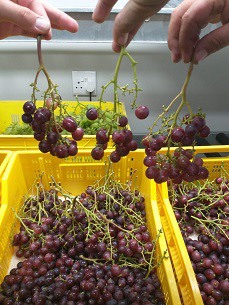 South Africa: an intense grape season