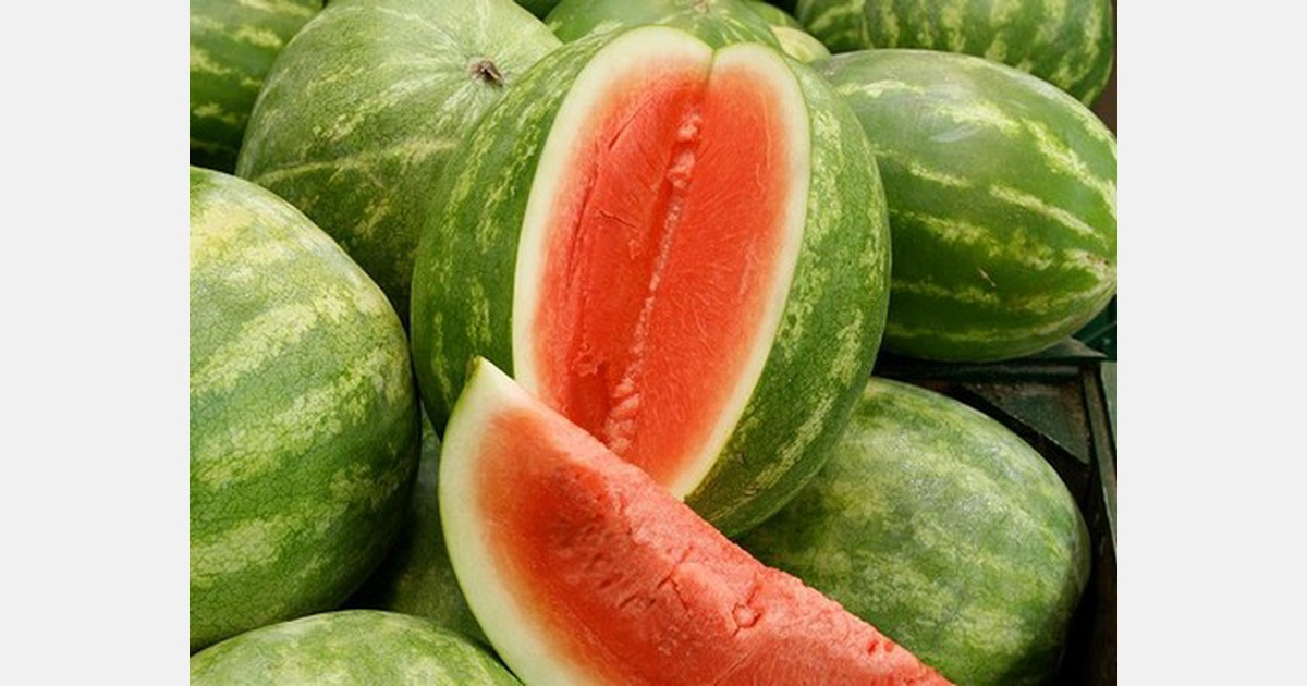 Hail storm damages hundreds of acres of Florida watermelons