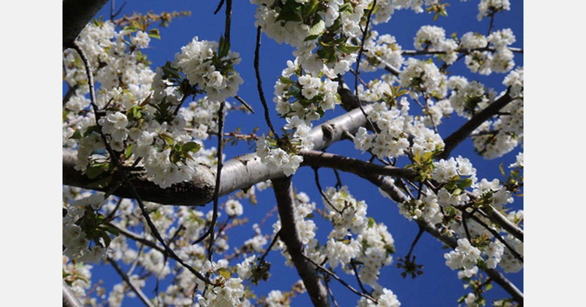Jerte Valley announces first Picota cherry blossom of the season