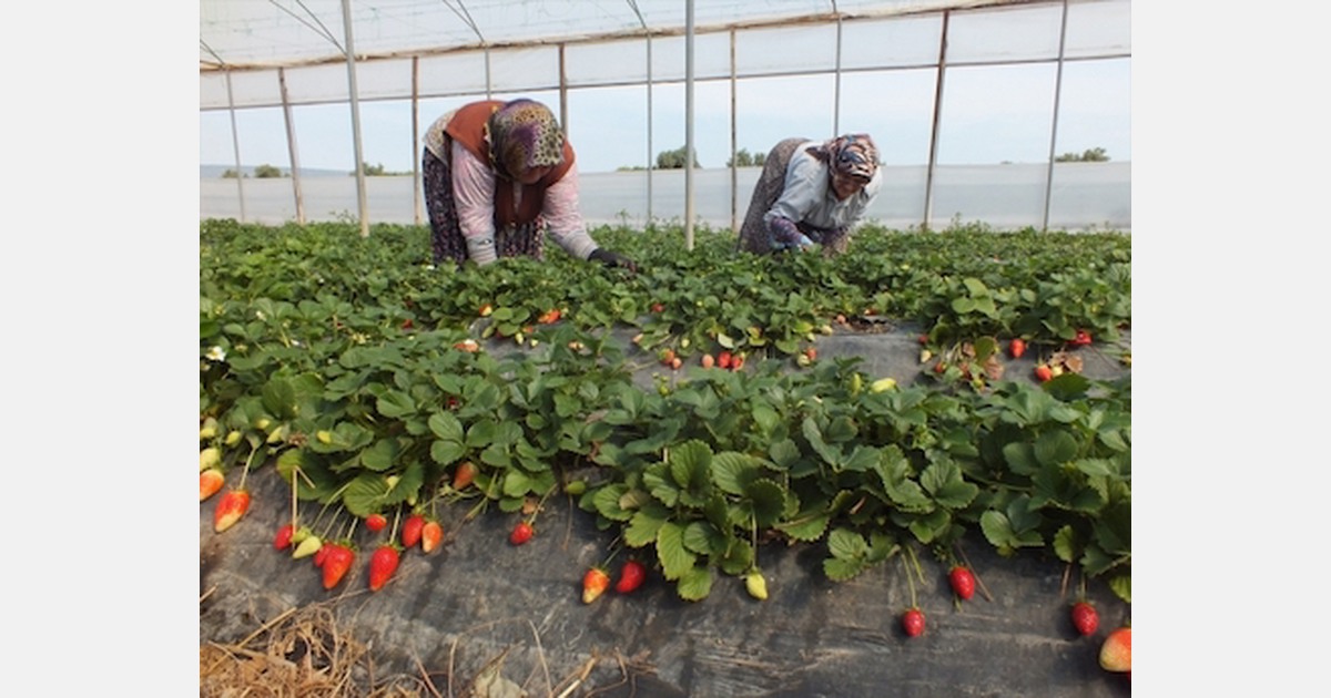Turkey: Mersin exports strawberries to Iraq