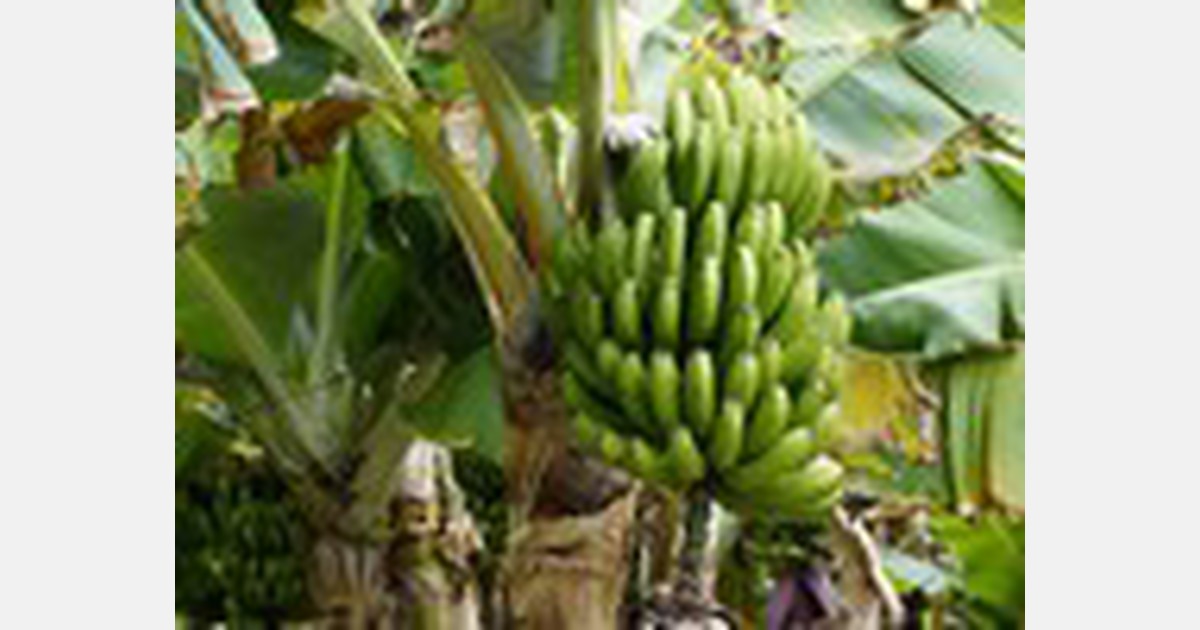 The quest to save the banana from extinction