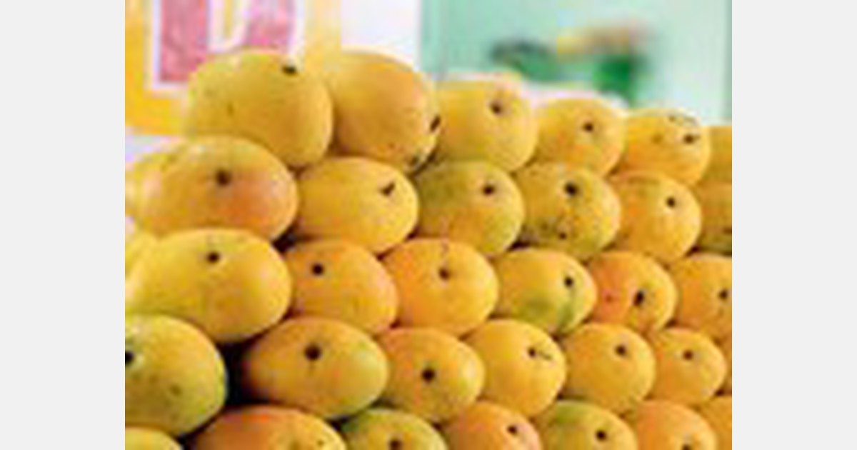 Mangoes make an early splash in regions of India