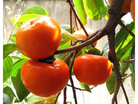 persimmon tree nz