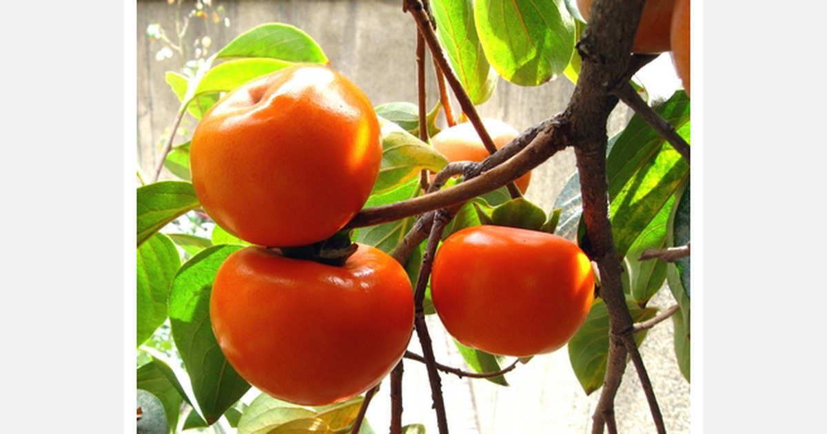 NZ: Good persimmon season with increased exports to US