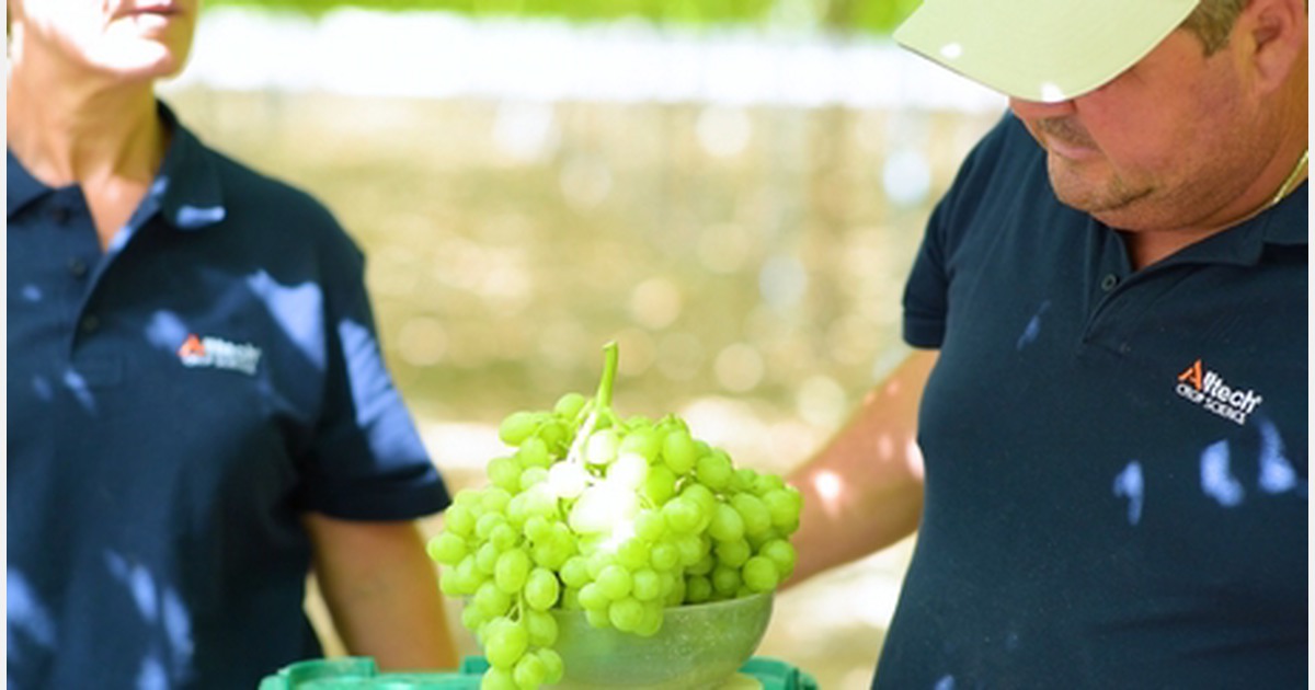 Esca symptoms are so intense and spread so quickly that the vine can ...