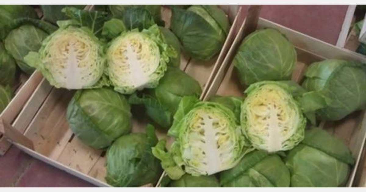 Early white cabbage season starts in Poland