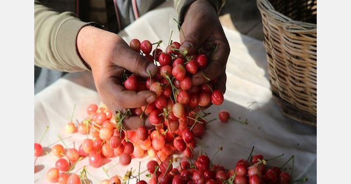 Turkish cherries: First harvest of the season