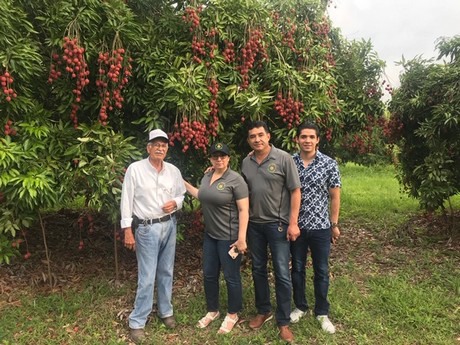 Lower volumes of imported Mexican lychees