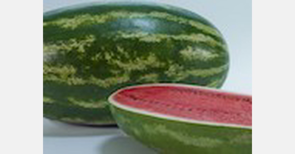 Watermelon and melon planting season in Northern Turkey