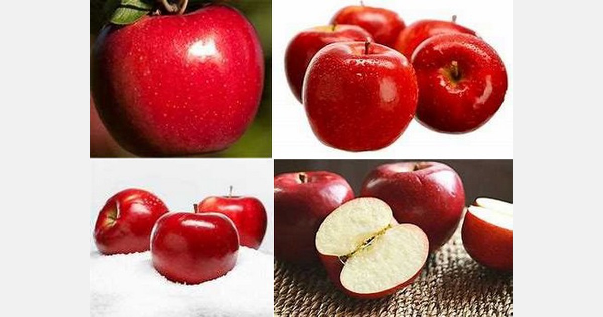 Ruby Frost apple season extended