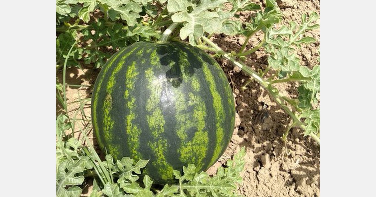 Export of Greek watermelons starts soon