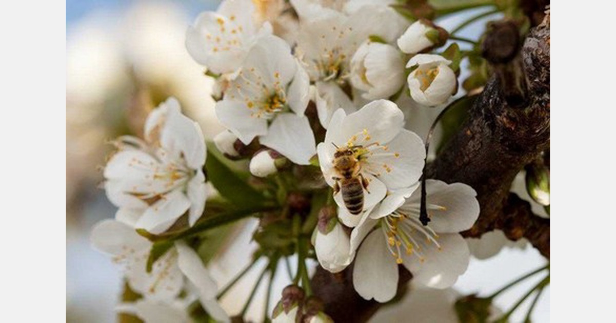 Canadian cherry grower to increase capacity