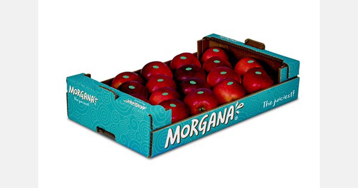 “The Morgana apple should offer perspective for Western European growers”