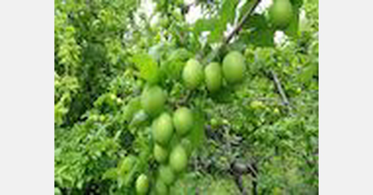 Turkish green plums harvest completed