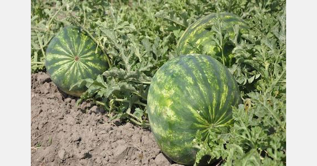 Start of Turkish watermelon season