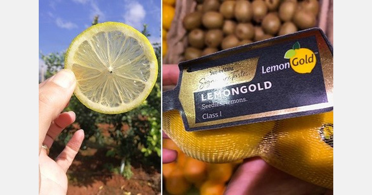 Seedless lemon brand launches in South Africa