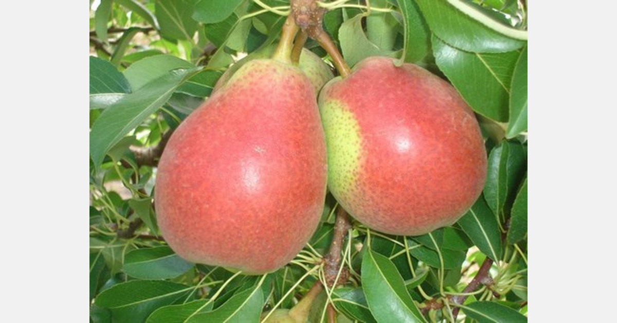 South Africa: ARC celebrate 10 years of the Cheeky®pear