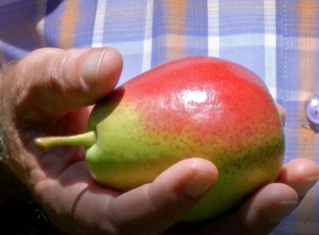 South Africa: ARC celebrate 10 years of the Cheeky®pear