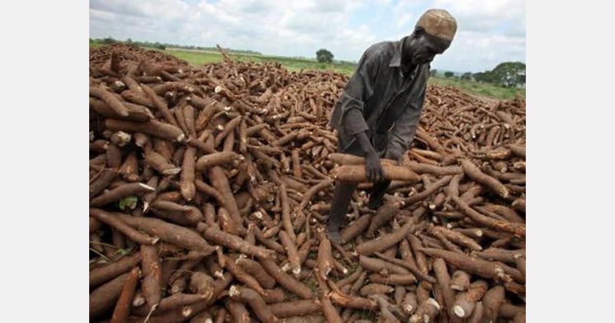 Liberian farmers launching Cassava Project