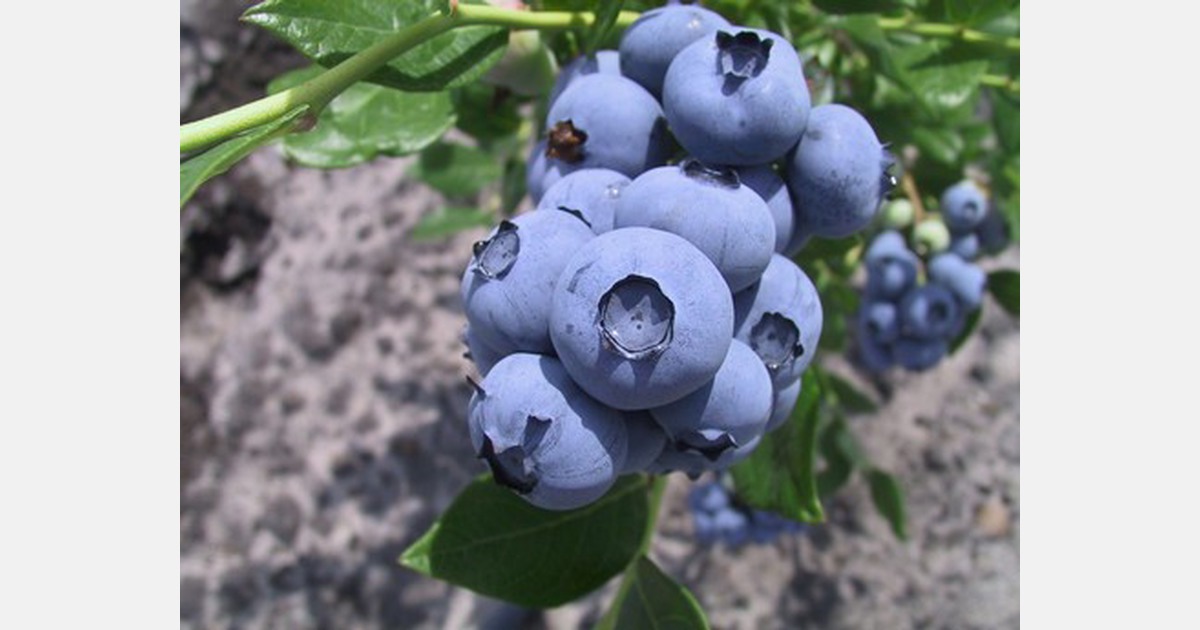New Jersey blueberry harvest to start this week