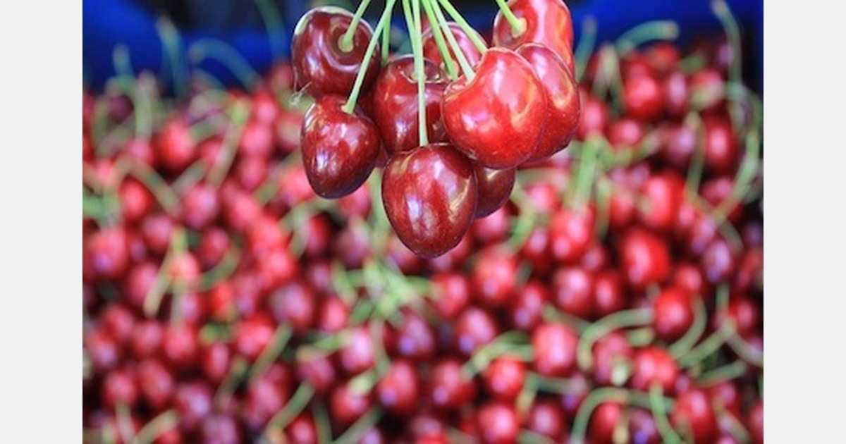 Turkey: Early cherry harvest starts late in Antalya