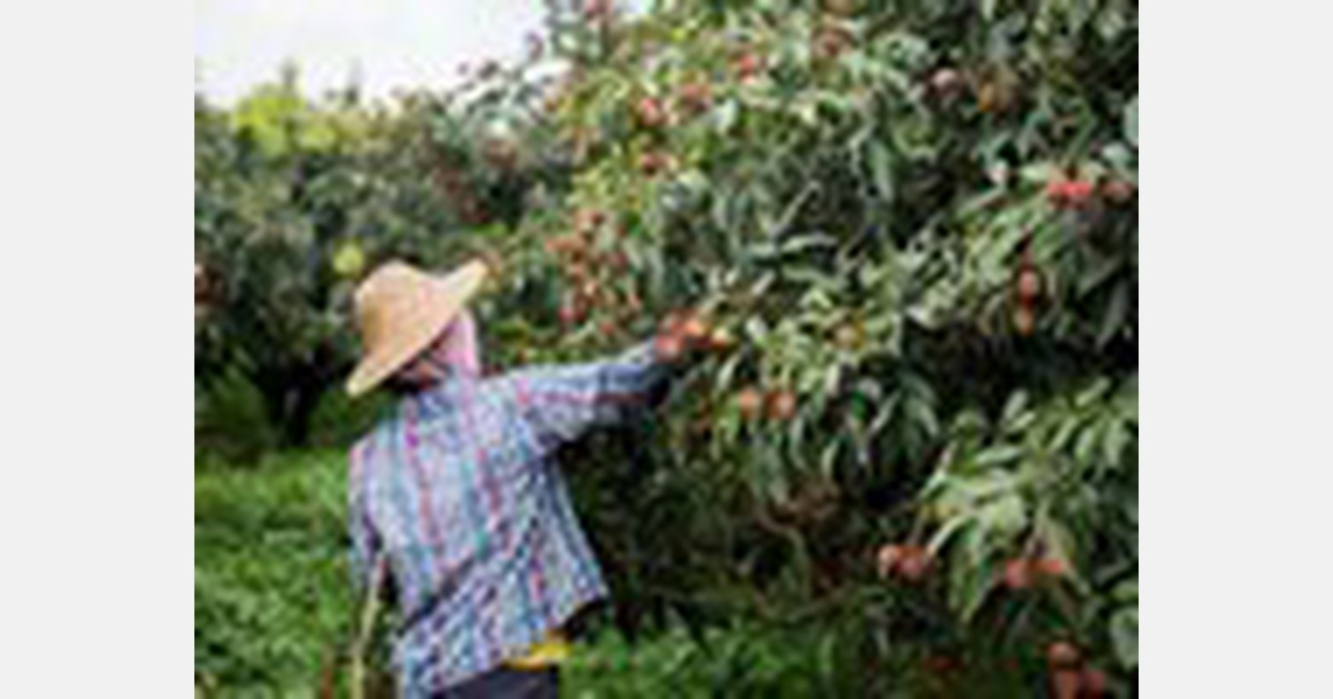 China: Hainan residents set Guinness World Record for lychee picking