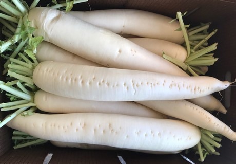 More California growers planting daikon
