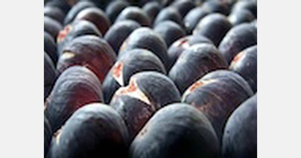 Turkey: Bursa black figs are becoming increasingly popular