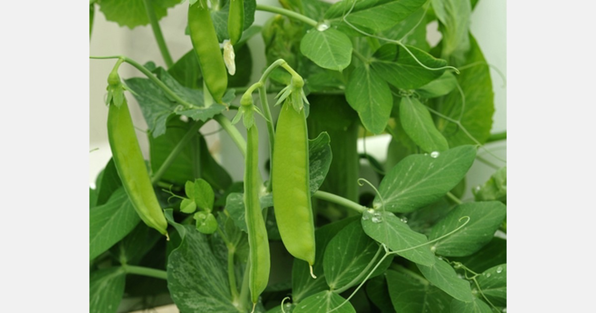Guatemala snap pea supplies strained