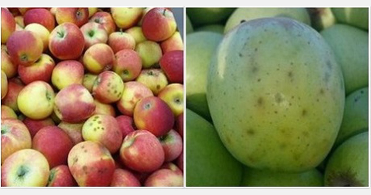 South Africa: High incidence of bitter pit in apples reduces export ...