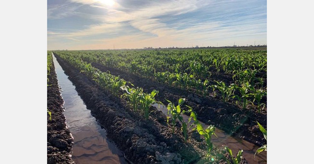 California sweet corn production moves into Central Valley