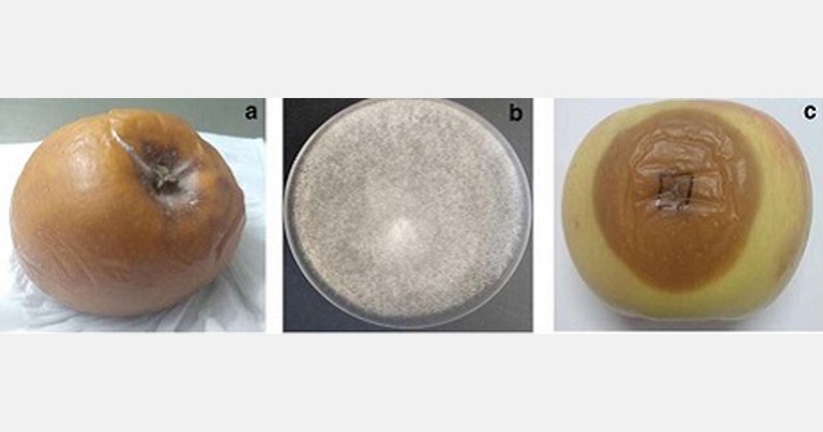 New findings of Rhizopus oryzae as causal agent of soft rot on apple