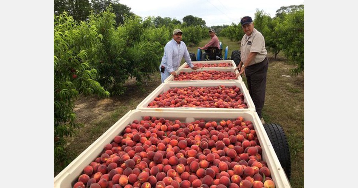 Southeast peach growers challenged by climate change