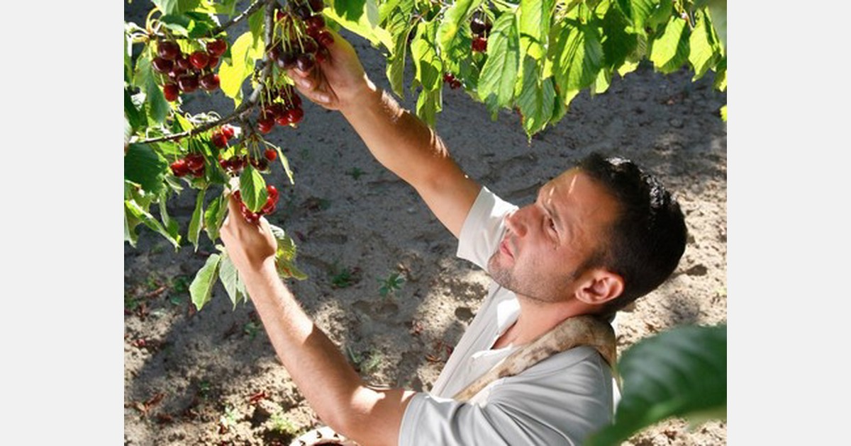 Spanish Picota cherries in supermarkets now