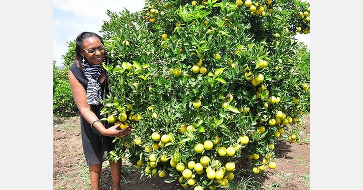 Uganda: Soroti fruit farmers cut down orange trees