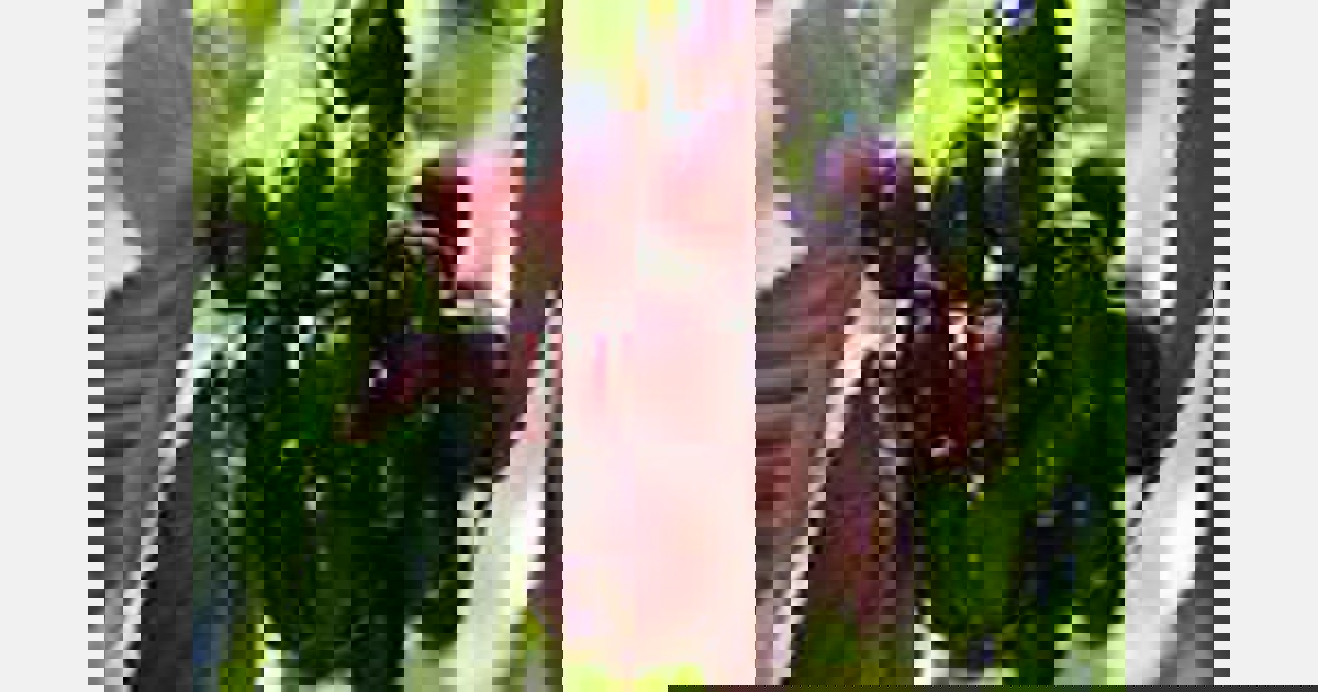 Turkish cherry exports could hit new record