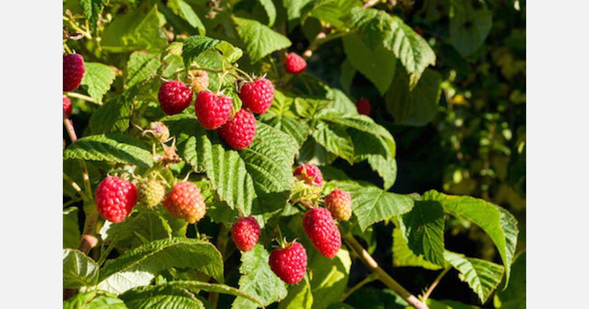 Ukraine: Poland’s most significant competitor on the raspberry market