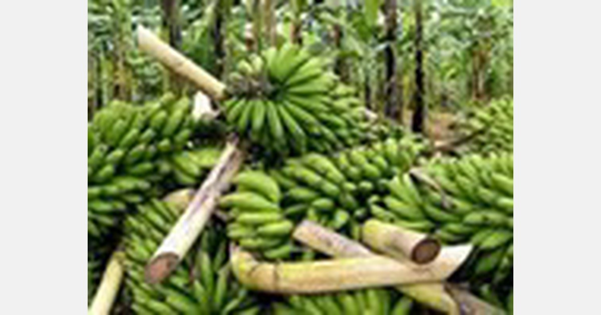 Cameroon: Exports of 14,205 tons of bananas in June 2019