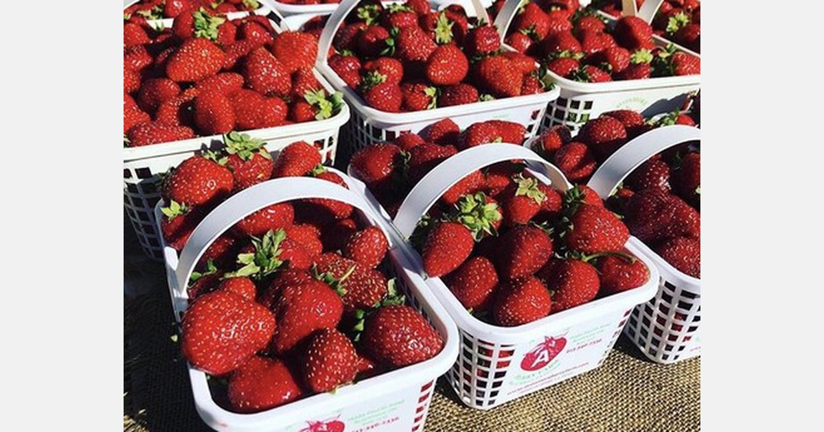 Rainy spring pays off for Ontario strawberries