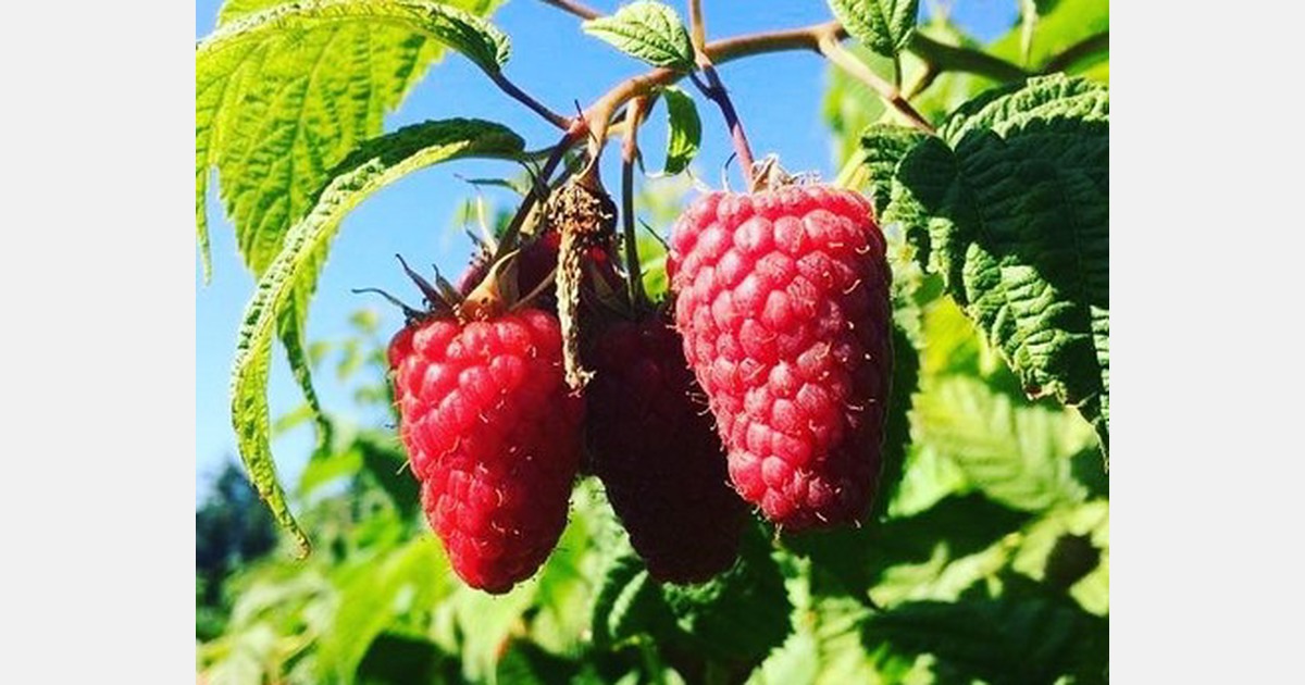 Peak berry season in British Columbia