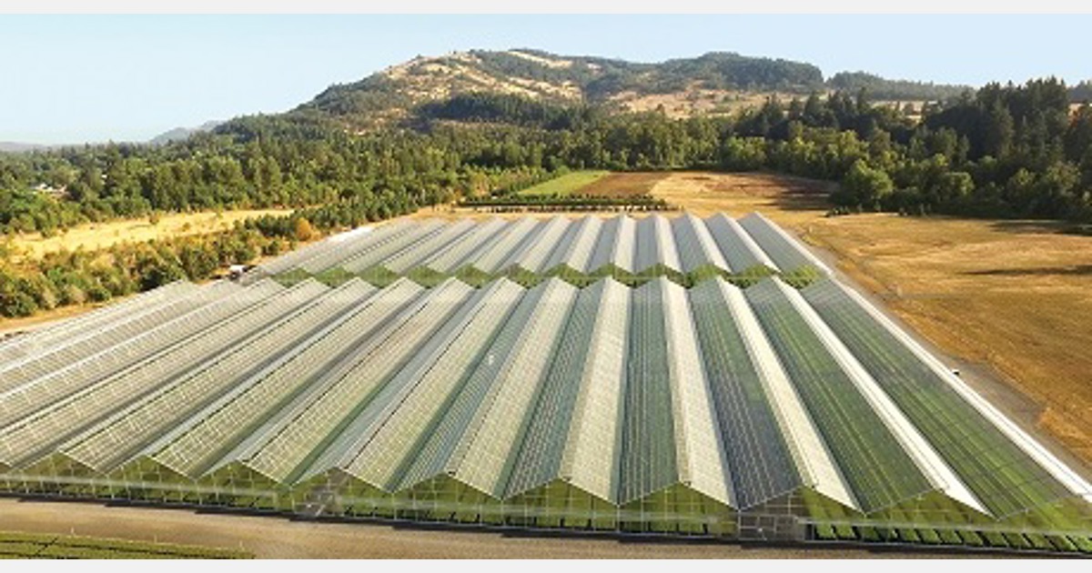 Fall Creek Nursery sees big blueberry potential across Africa