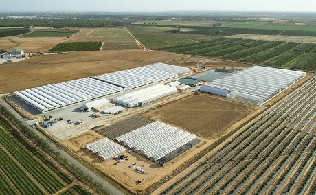 Fall Creek Nursery sees big blueberry potential across Africa