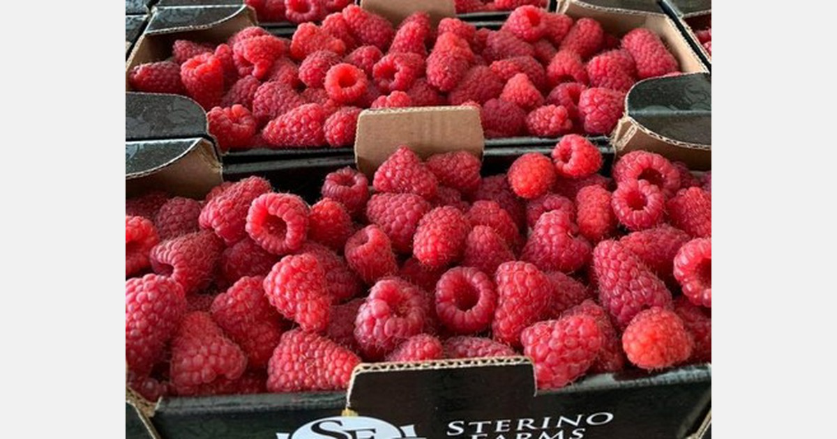 Rain puts the brakes on Washington raspberry season