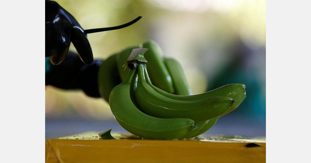 Colombia: Some banana crops in quarantine over fungus concerns
