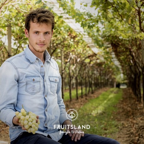 Fruitsland ready to start harvesting the first new season grapes