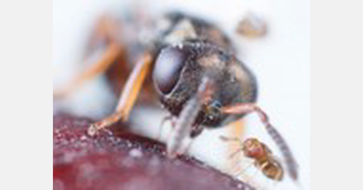 Wasp considered to fight fall armyworms in Taiwan